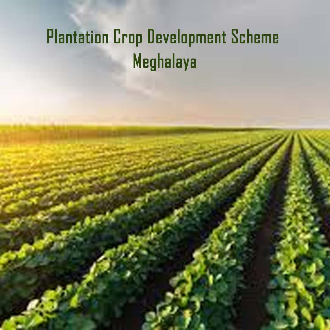 Plantation Crop Development Scheme – Meghalaya | Krushi Tools